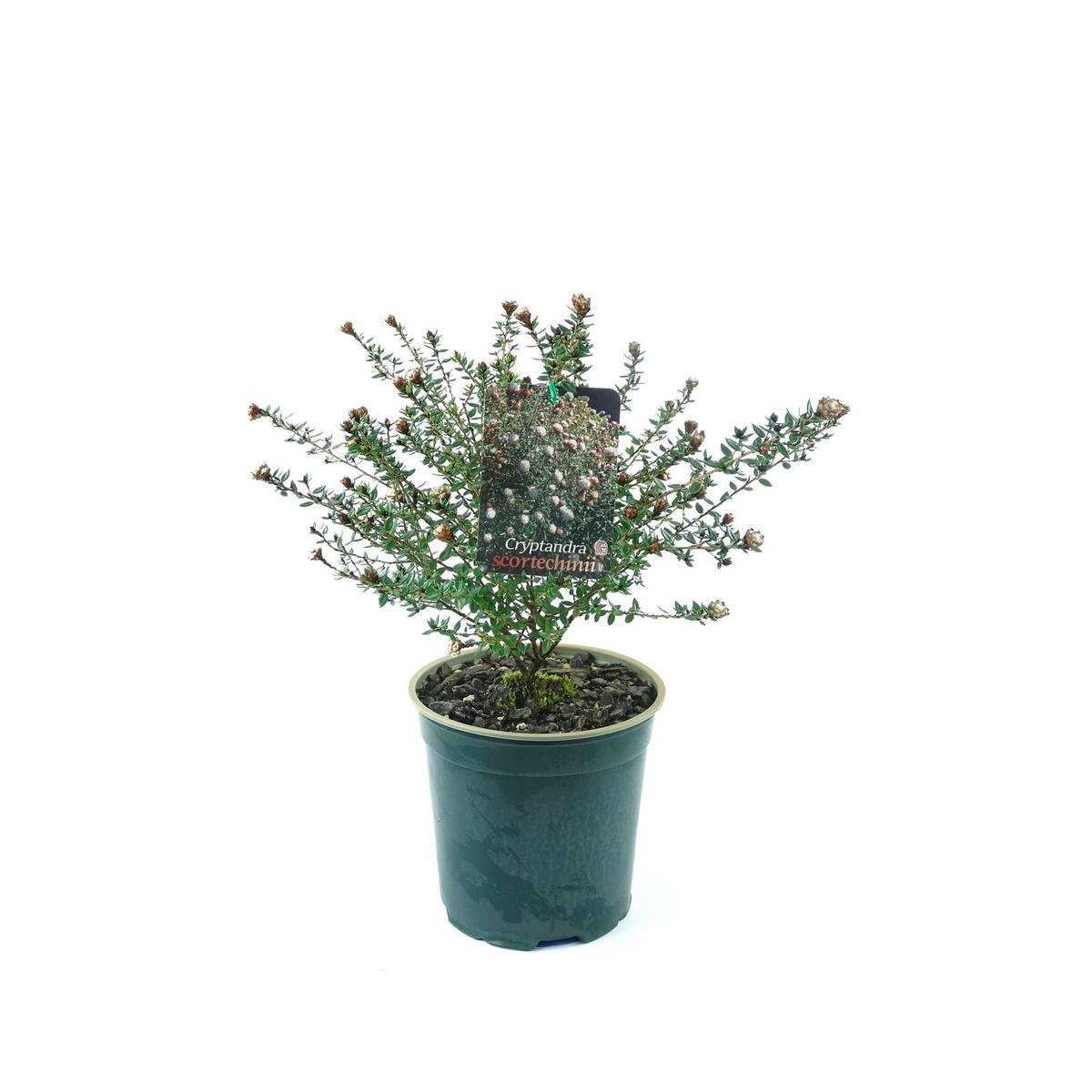 250mm Cotton Bush - Cryptandra Scortechinii - Bunnings New Zealand