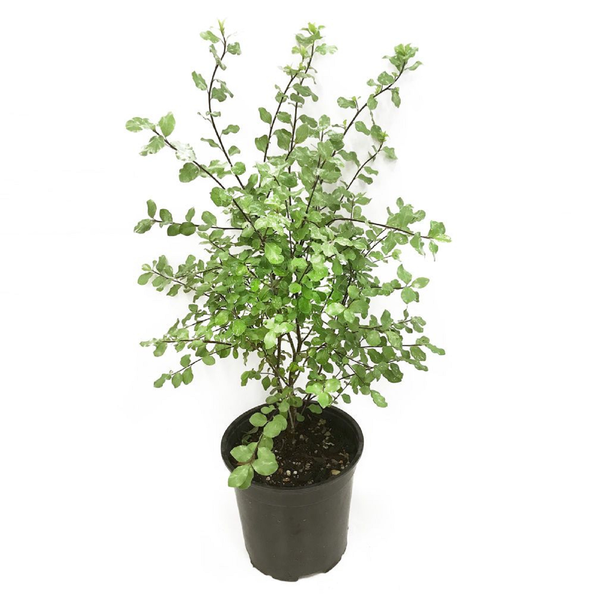 4.5L Pittosporum Wrinkle Blue - Pittosporum tenuifolium - Bunnings New ...