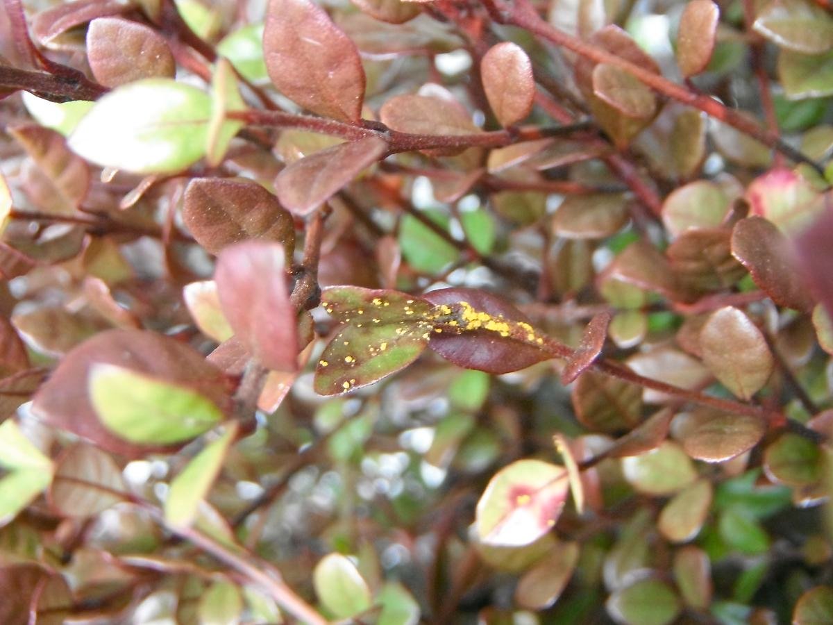 How To Control Myrtle Rust - Bunnings Australia