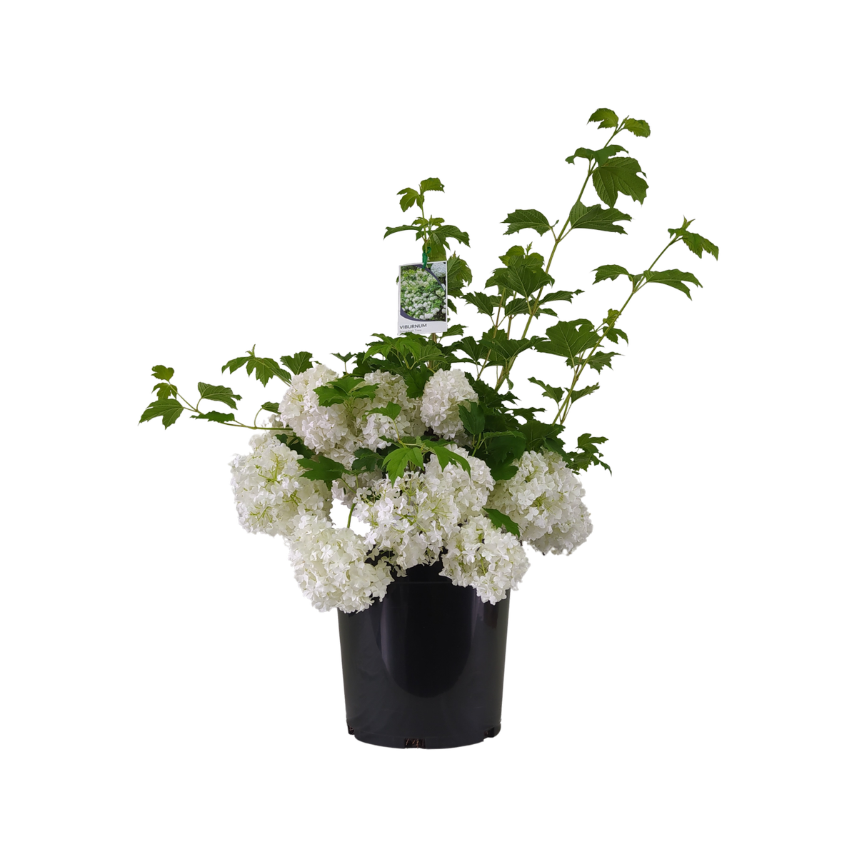 250mm Snowball Tree Roseum - Viburnum opulus Roseum - Bunnings Australia
