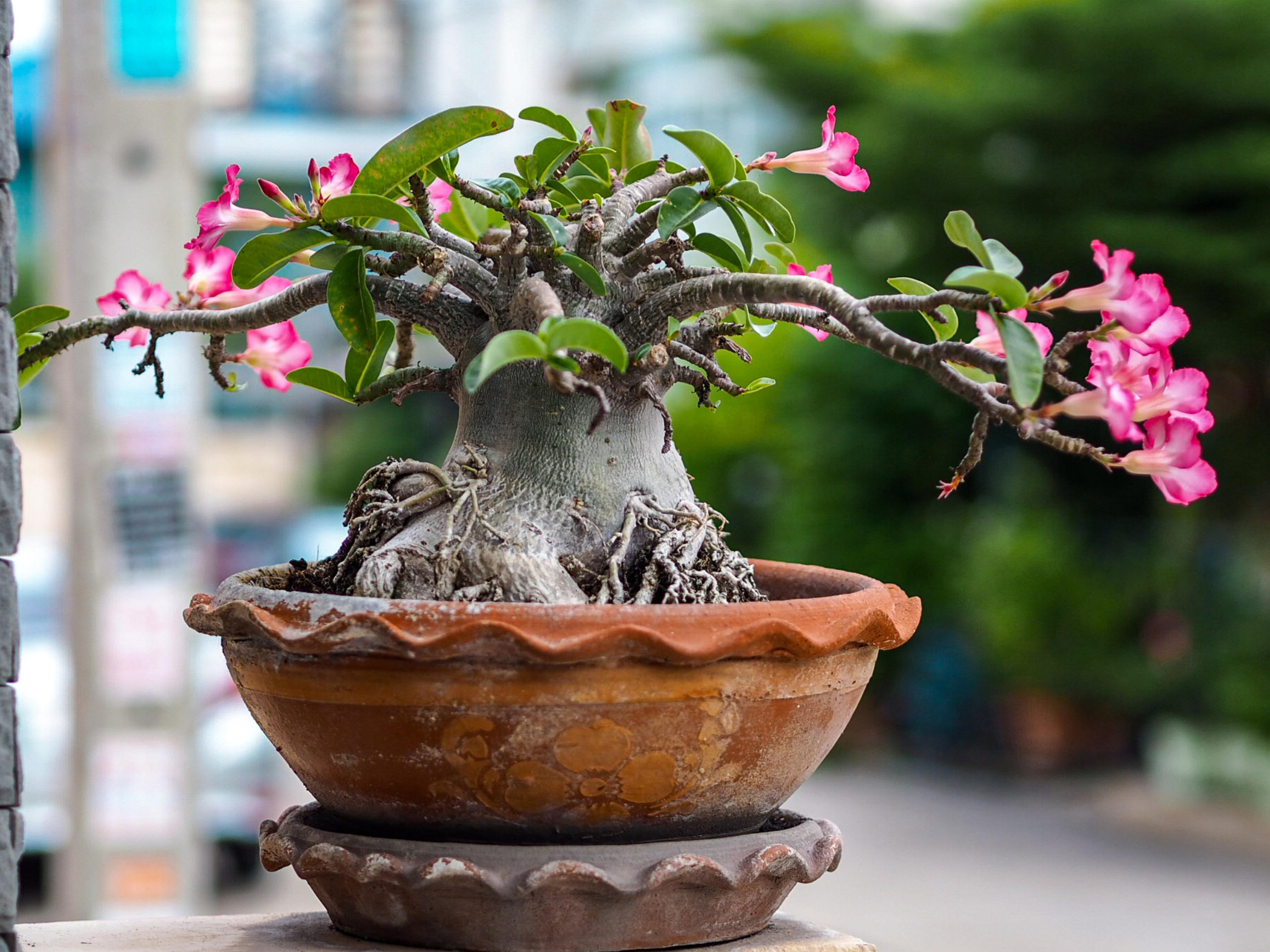 How to Grow a Desert Rose Bunnings New Zealand