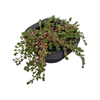 1.5L Dwarf Rotala - Rotala Rotundifolia - Bunnings Australia