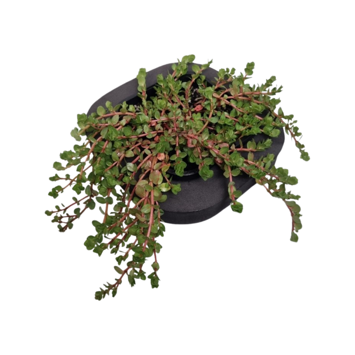 1.5L Dwarf Rotala - Rotala Rotundifolia - Bunnings Australia