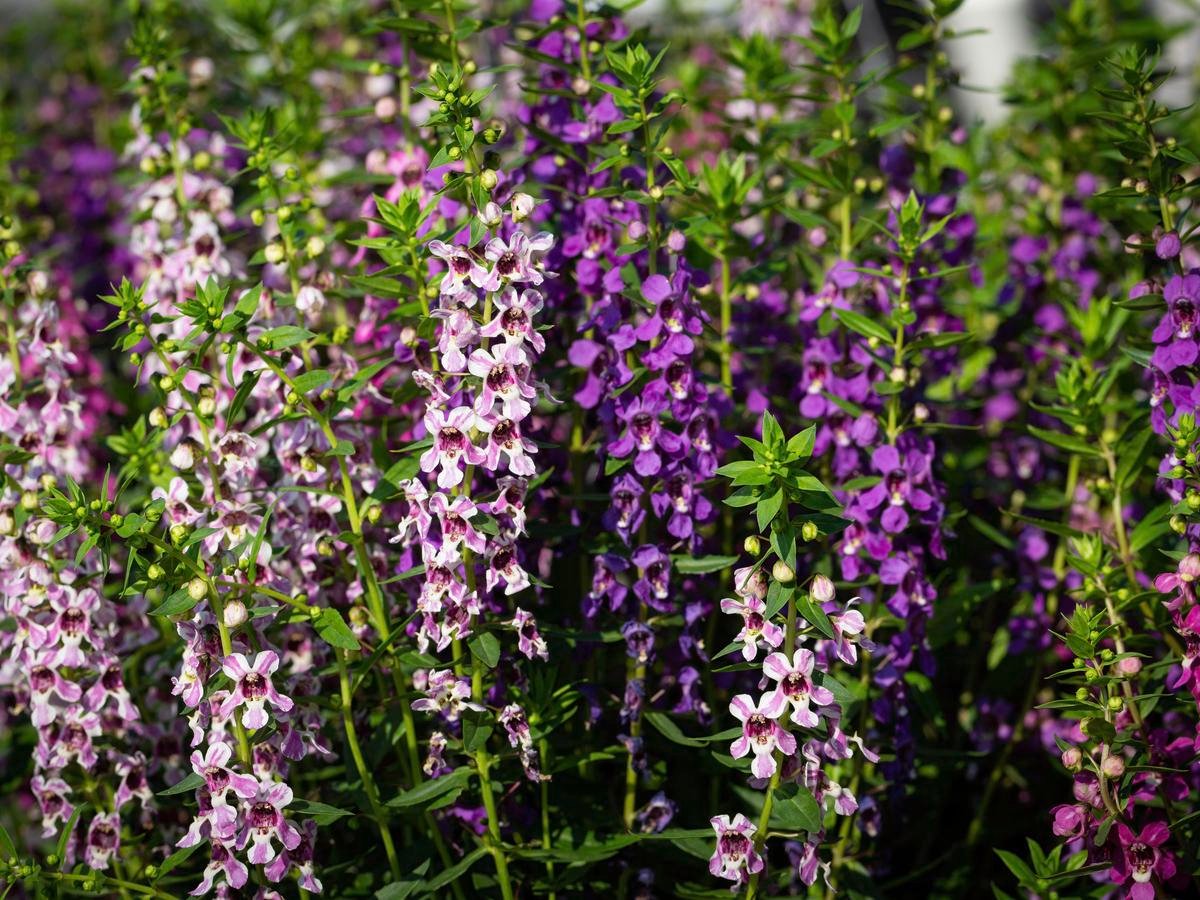 How To Grow Angelonia - Bunnings Australia