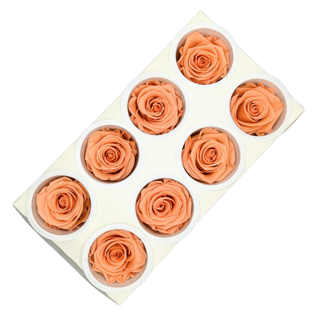 Blooms Of Joy 5cm Papaya Rose 8 pack - Bunnings Australia