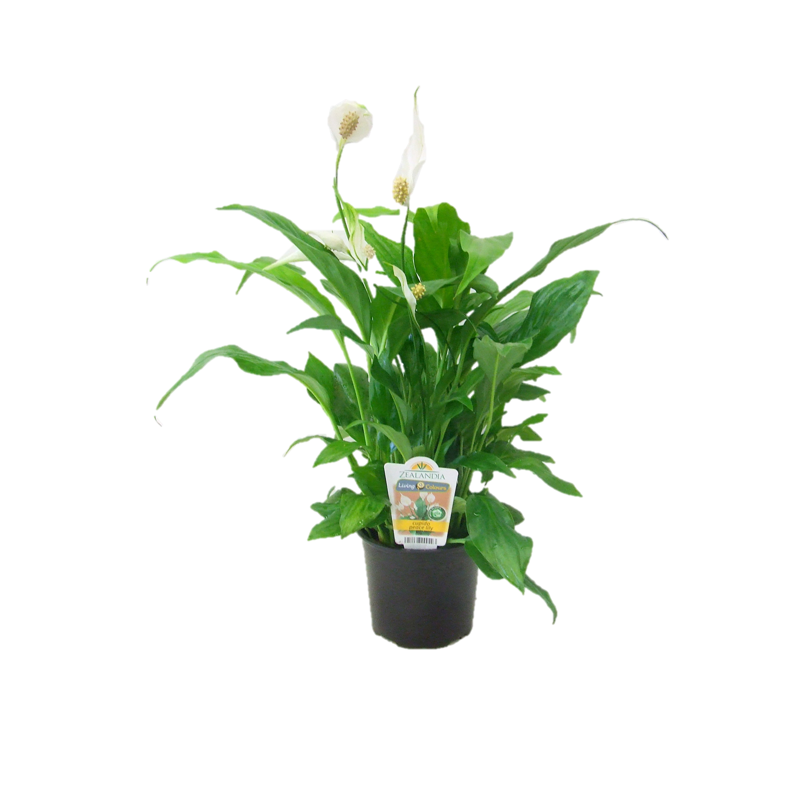 12cm Cupido Peace Lilly Spathiphyllum cochlearispathum Bunnings New Zealand