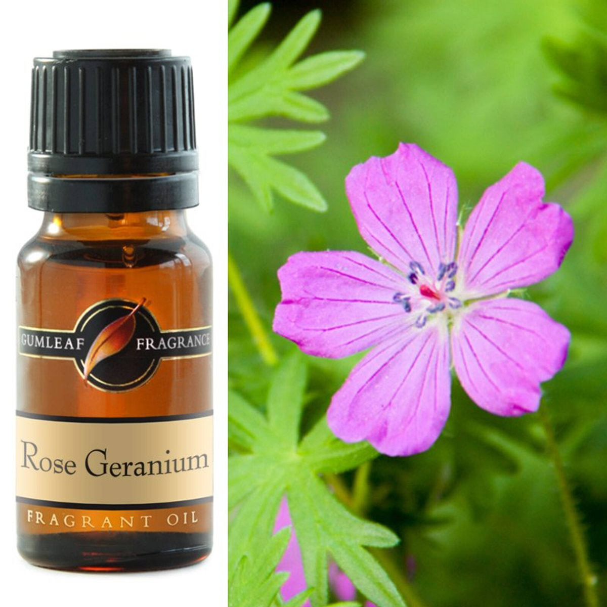 Rose Geranium Fragrance Oil 10ml - Bunnings Australia