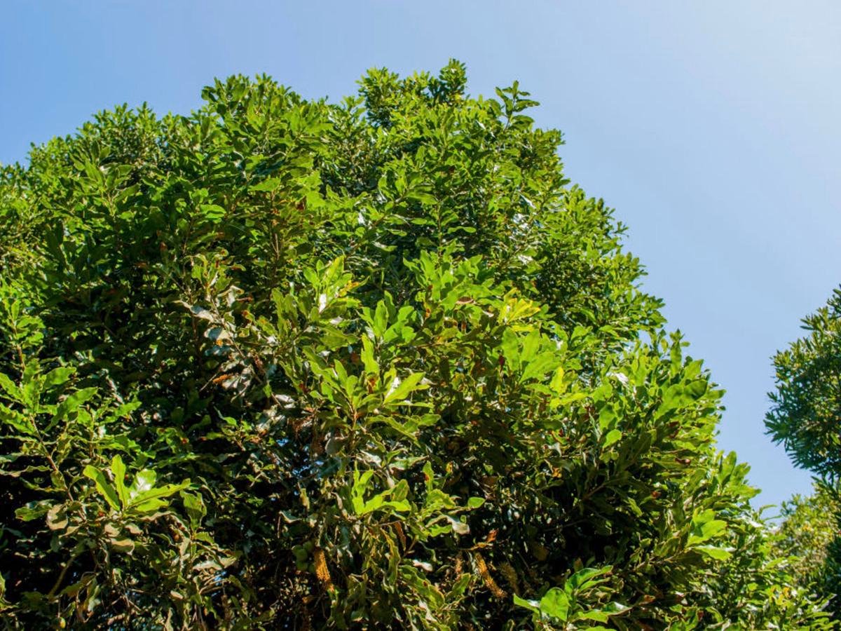 How To Grow Beaumont Macadamia Nuts - Bunnings Australia