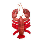 Baxter Bone - Bunnings Australia