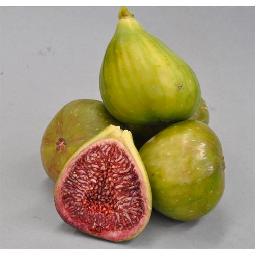 1.9L Fig Candy - Ficus carica Candy - Incredible Edibles Range ...