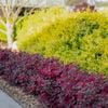 140mm Loropetalum Little China Ruby - Bunnings Australia