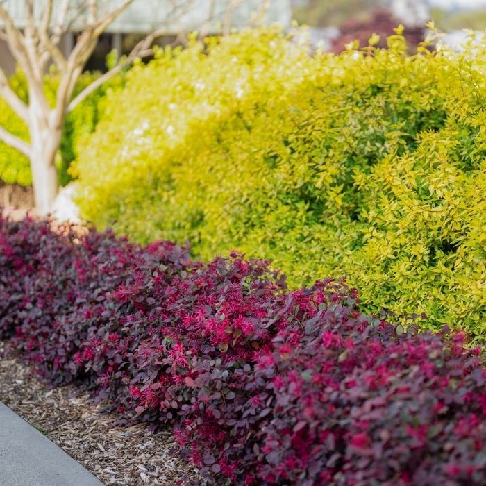 140mm Loropetalum Little China Ruby - Bunnings Australia