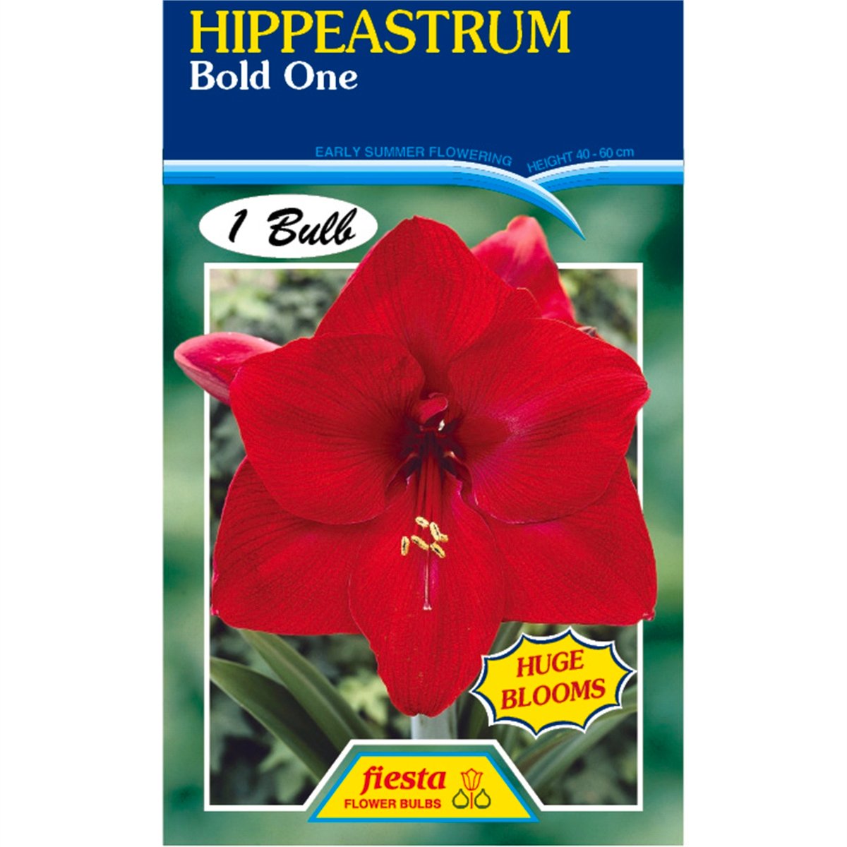 Hippeastrum Bold One Bulbs - Bunnings New Zealand