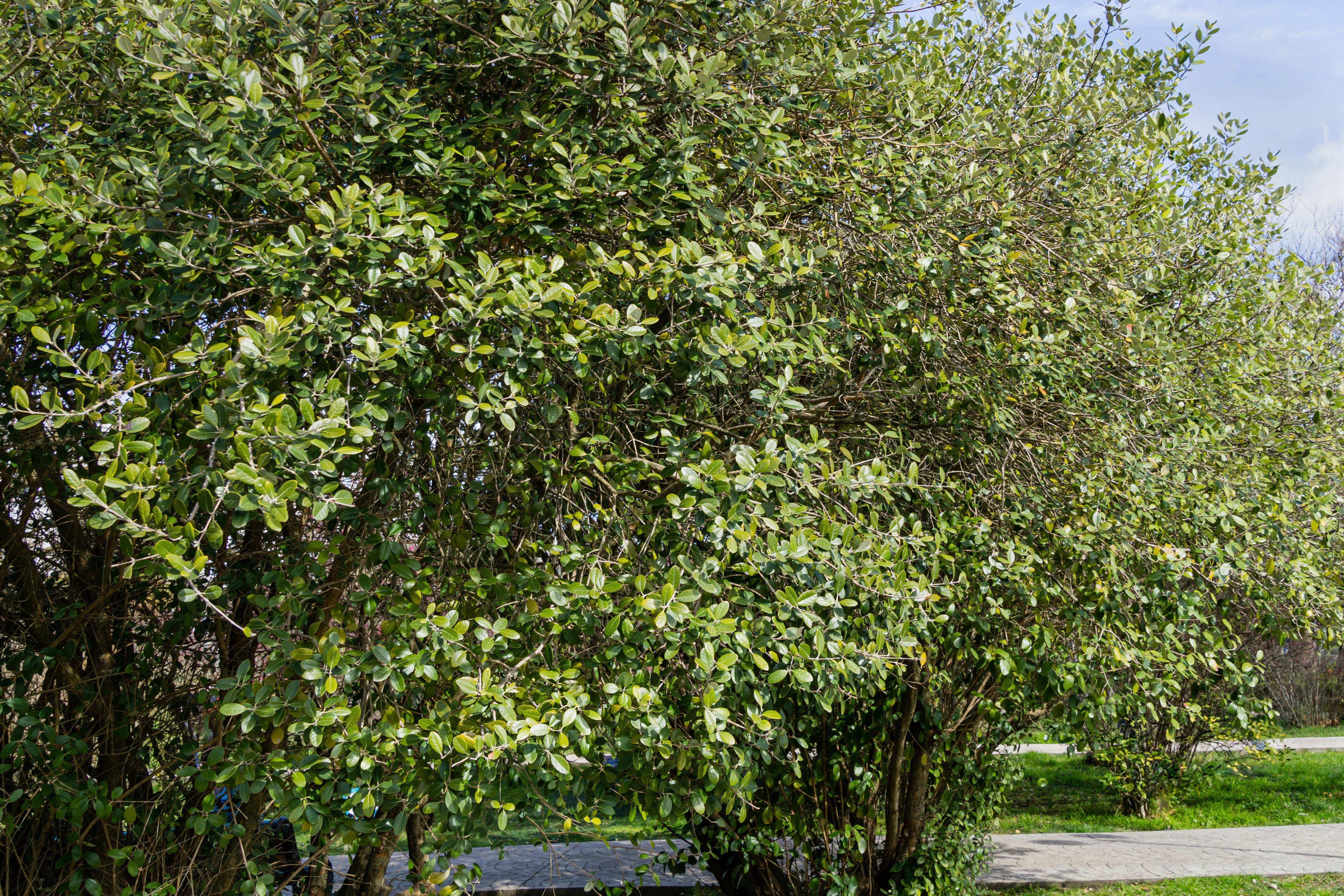 Feijoa tree store