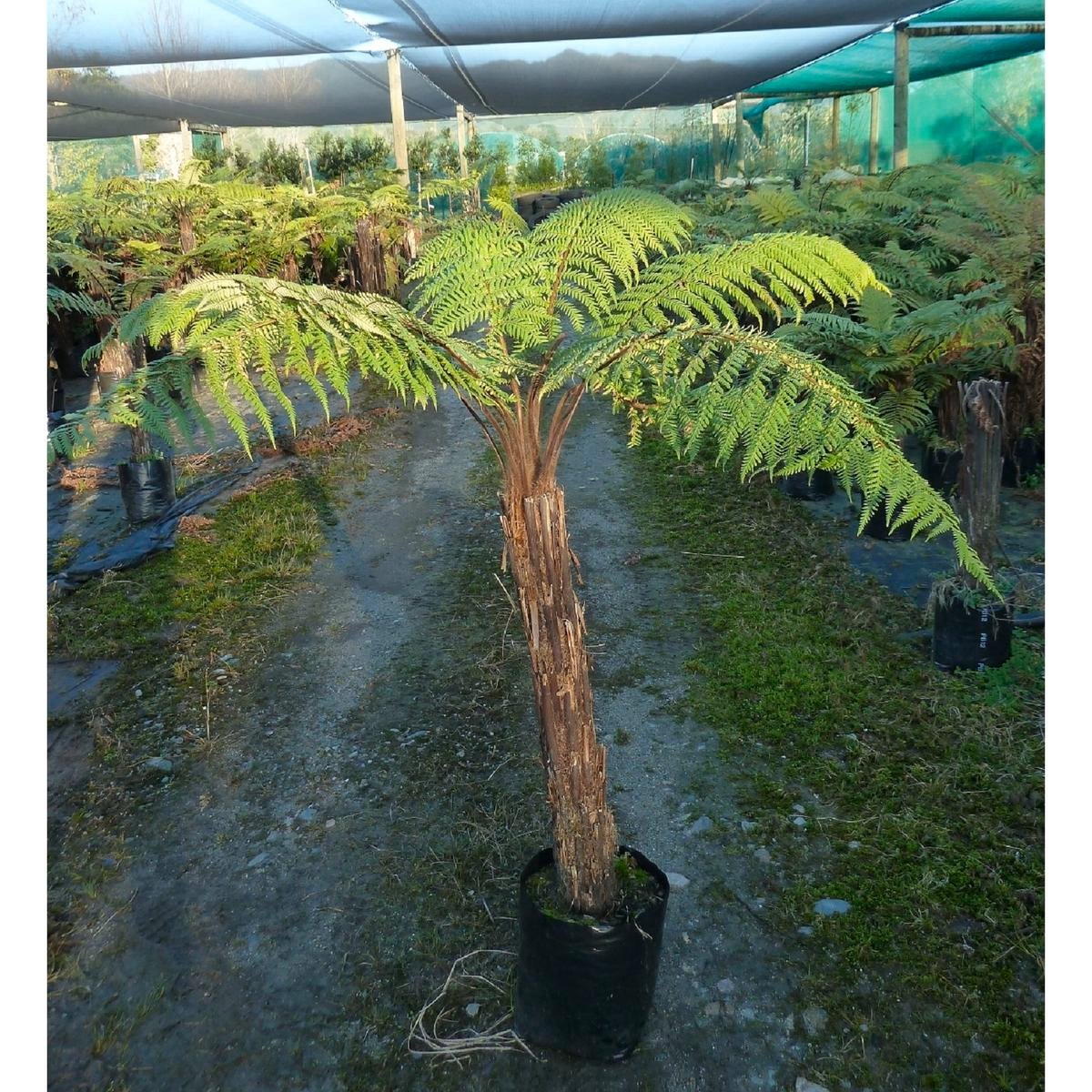 Assorted Tree Ferns - Bunnings New Zealand