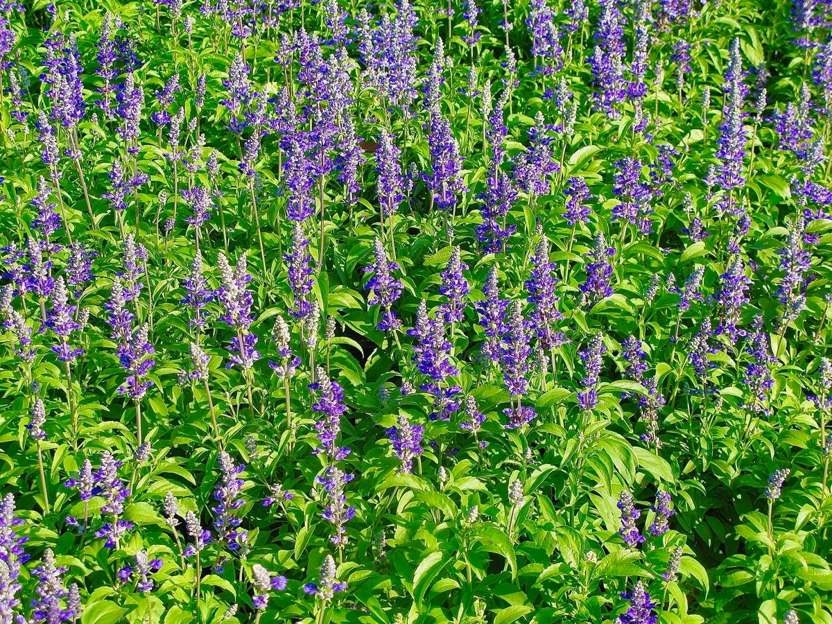 How To Grow And Care For Salvia - Bunnings New Zealand