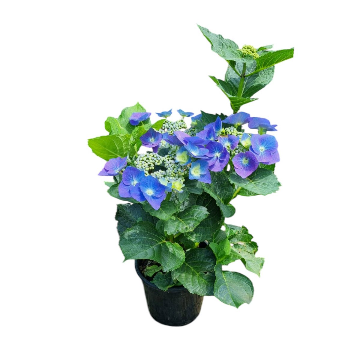 4L Hydrangea Nightingale - Hydrangea macrophylla - Bunnings New Zealand