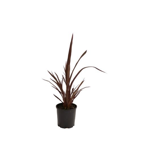 140mm Phormium - Phormium sp. - Bunnings Australia