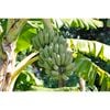 3.3L Banana Misi Luki - Musa acuminata - Incredible Edible Range ...