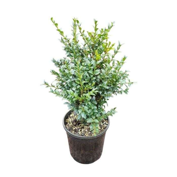 4L English Box - Buxus sempervirens - Bunnings New Zealand