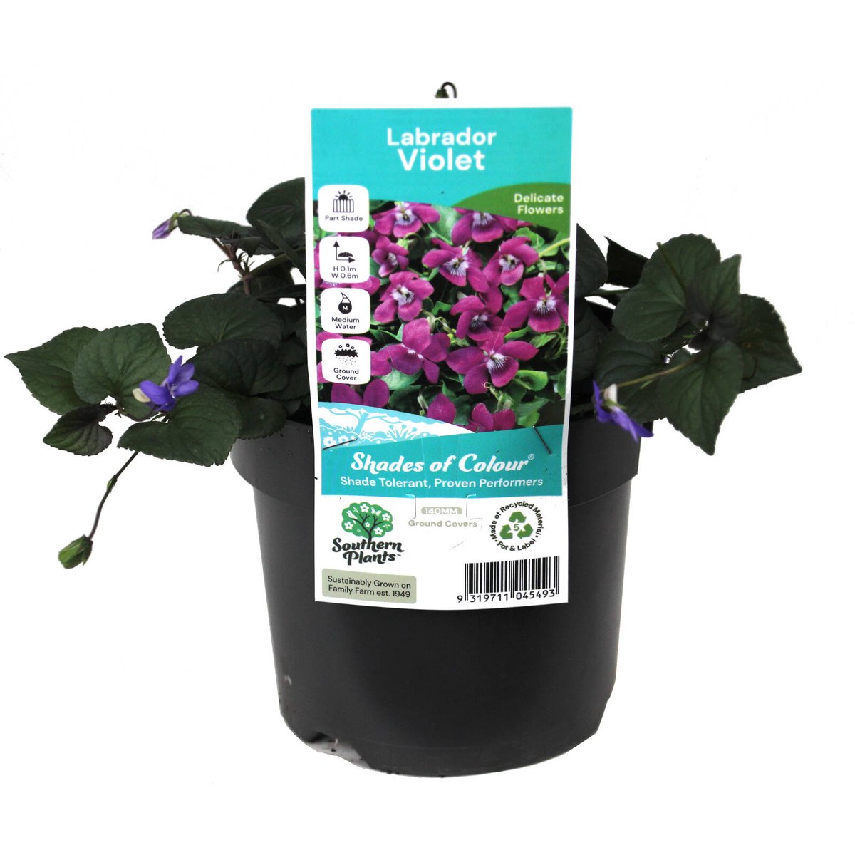 140mm Labrador Violet - Viola labradorica - Bunnings Australia