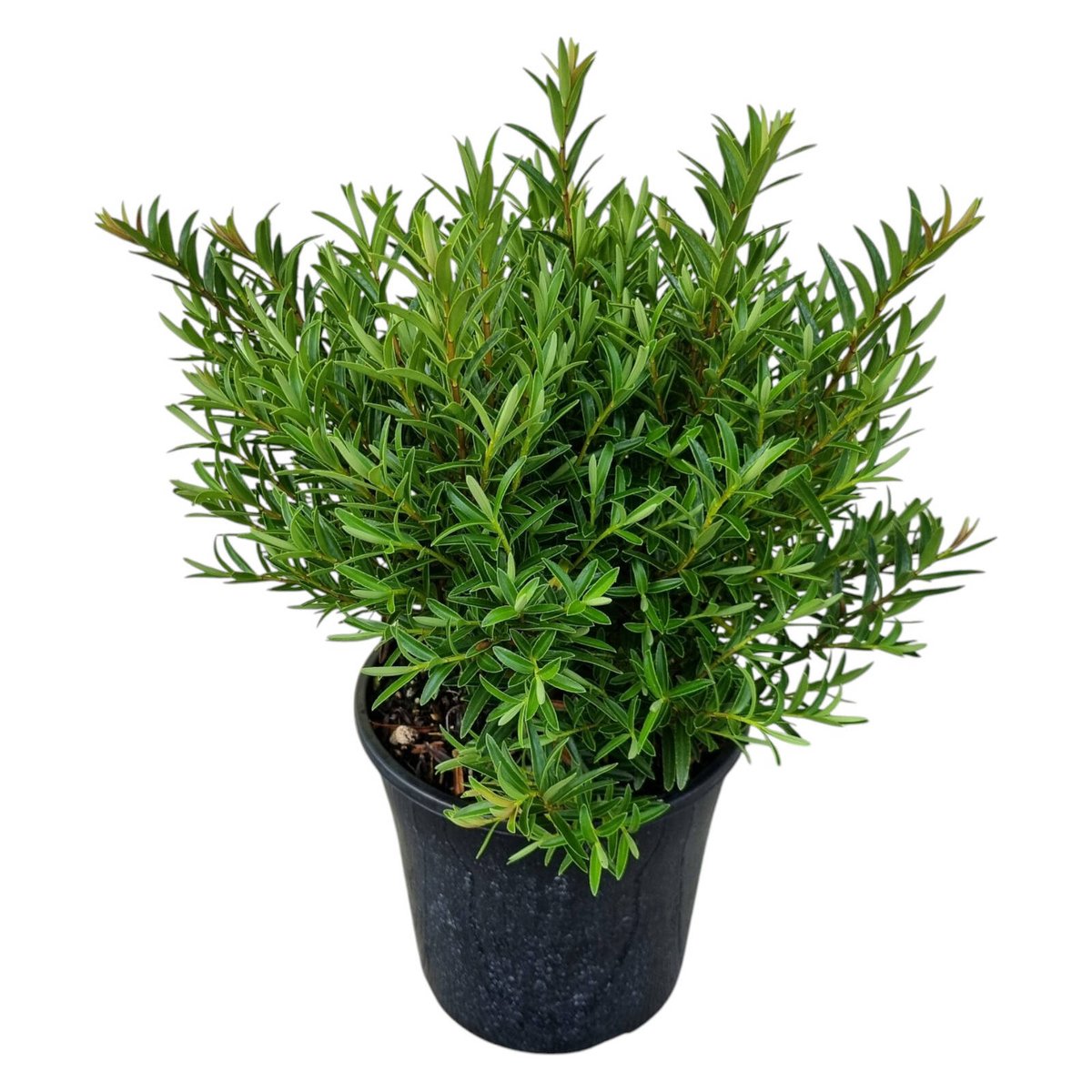 4L Hebe - Hebe Otari Delight - Bunnings New Zealand