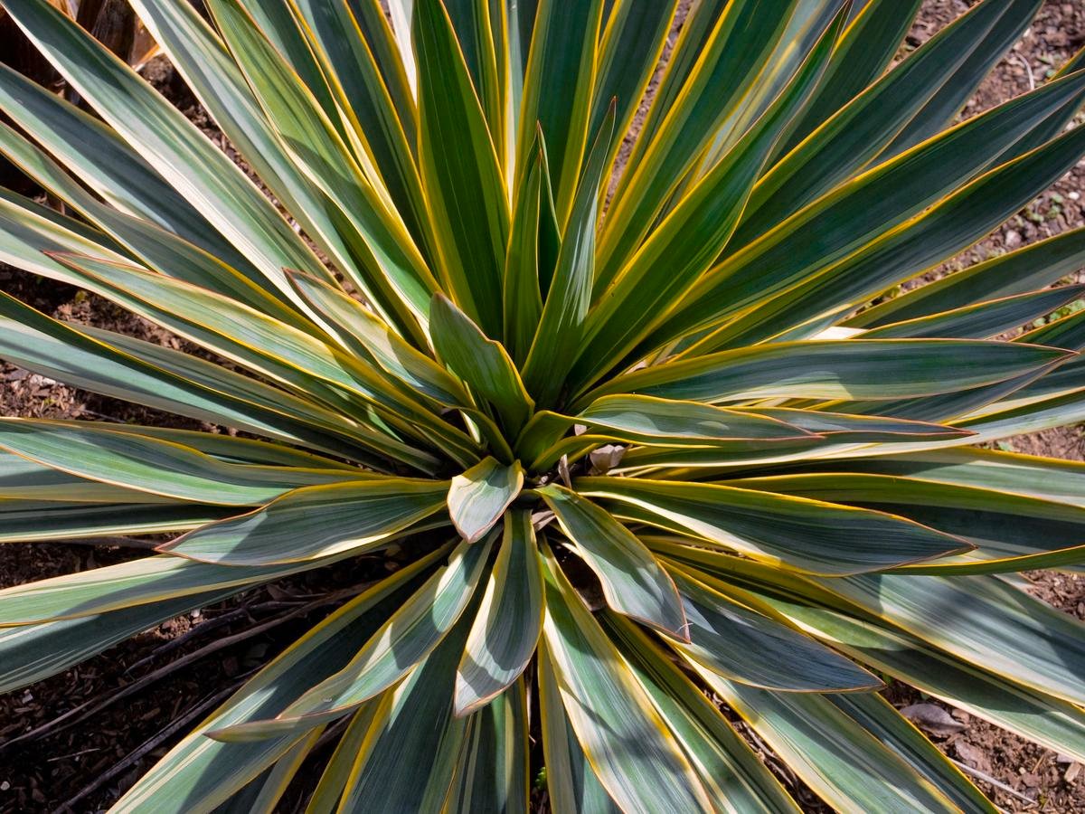 12 Foliage Plants For Any Garden - Bunnings Australia