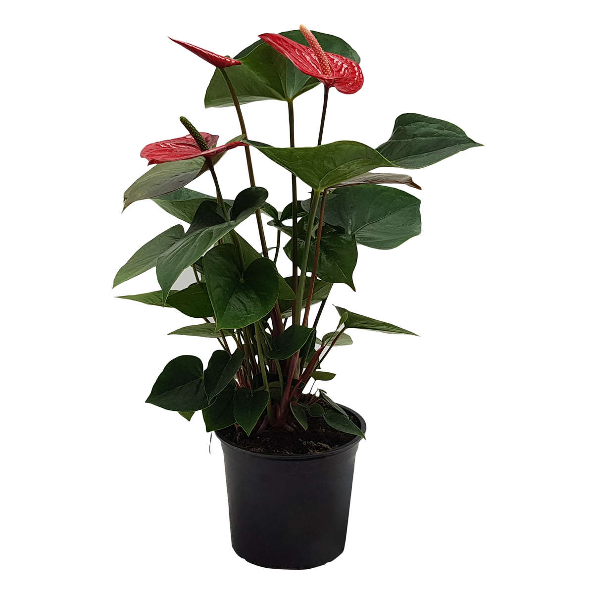 150mm Anthurium Bugatti Red - Anthurium andreanum - Bunnings New Zealand