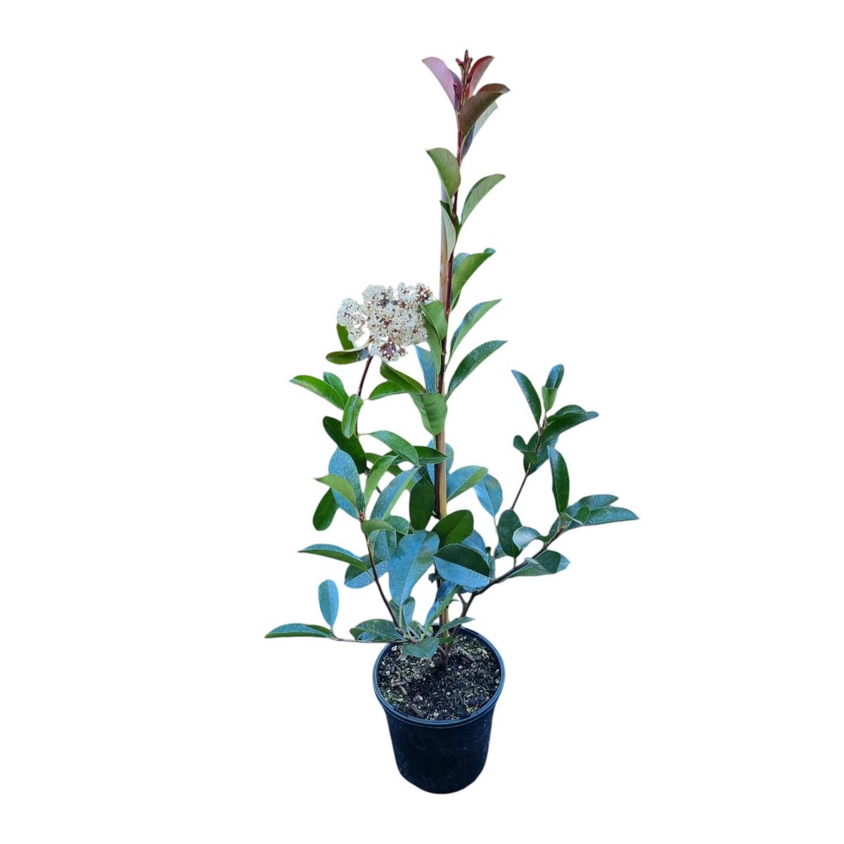 4L Red Robin - Photinia Fraseri - Bunnings New Zealand