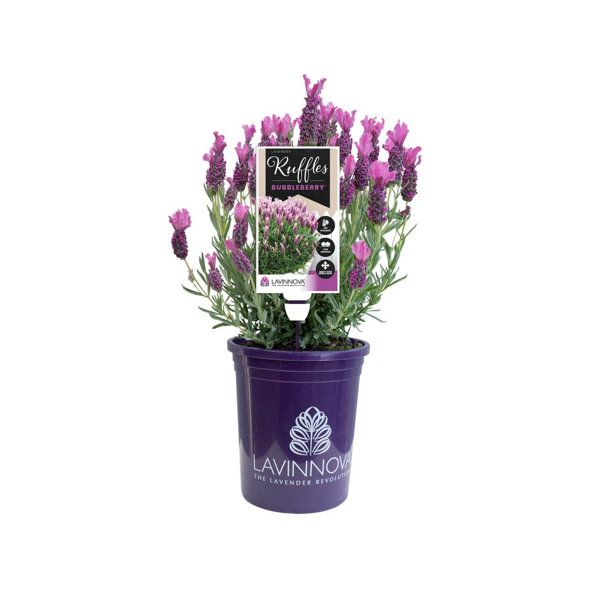 140mm Lavander Bubbleberry Ruffles - Lavandula hybrid - Bunnings Australia