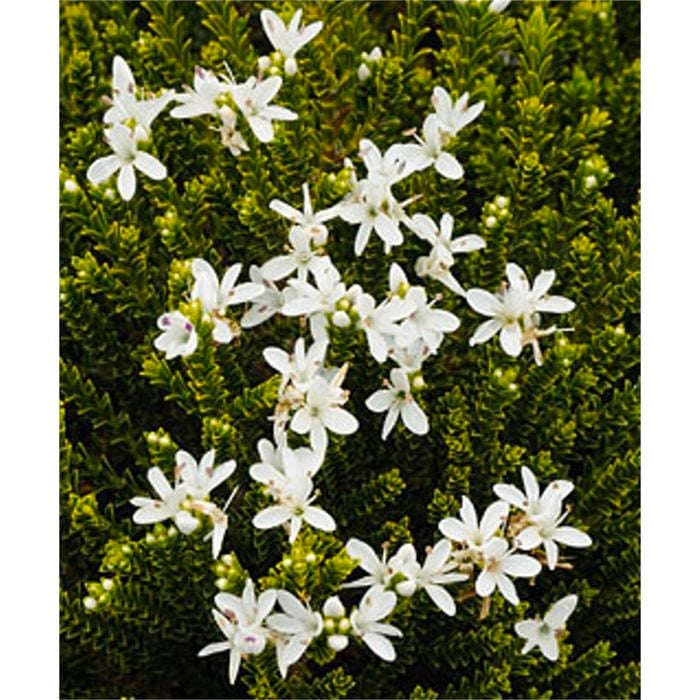 2L Hebe Emerald Gem - Hebe hybrid - Bunnings New Zealand