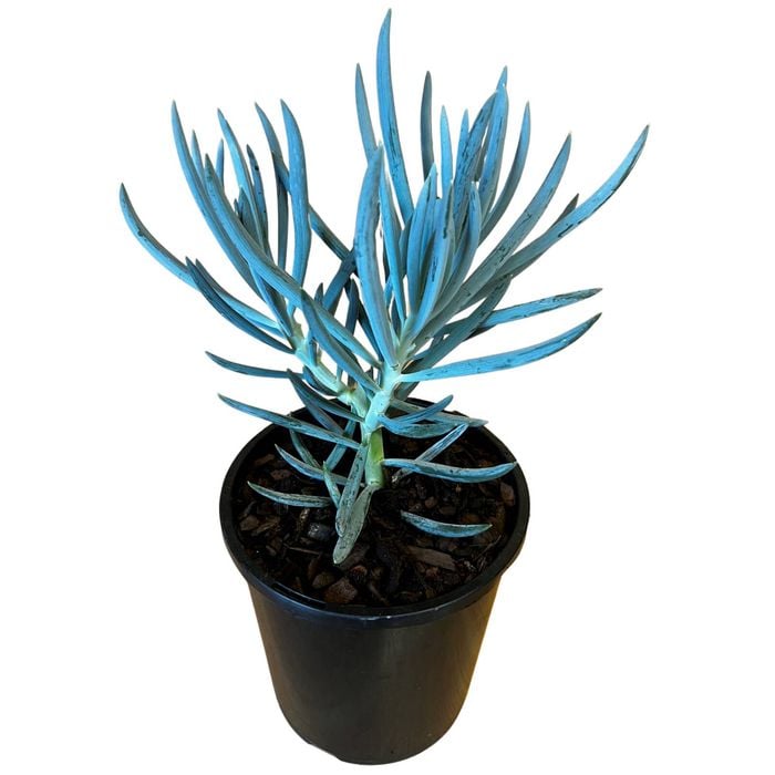 1.9L Senecio Chalksticks - Mandraliscae - Bunnings New Zealand