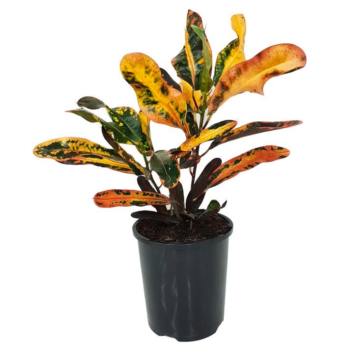125mm Croton Mammy - Codiaeum variegatum - Bunnings Australia