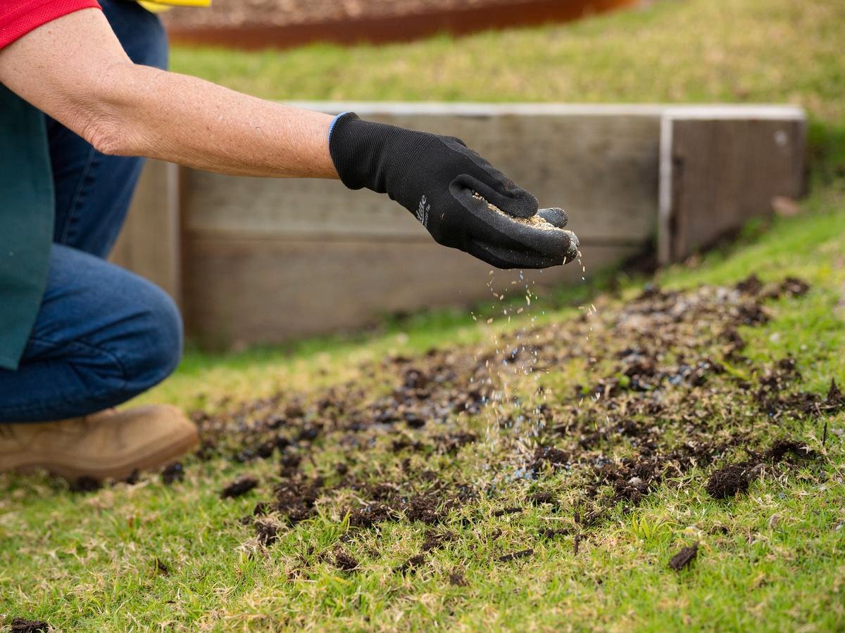 How To Overseed A Lawn - Bunnings Australia