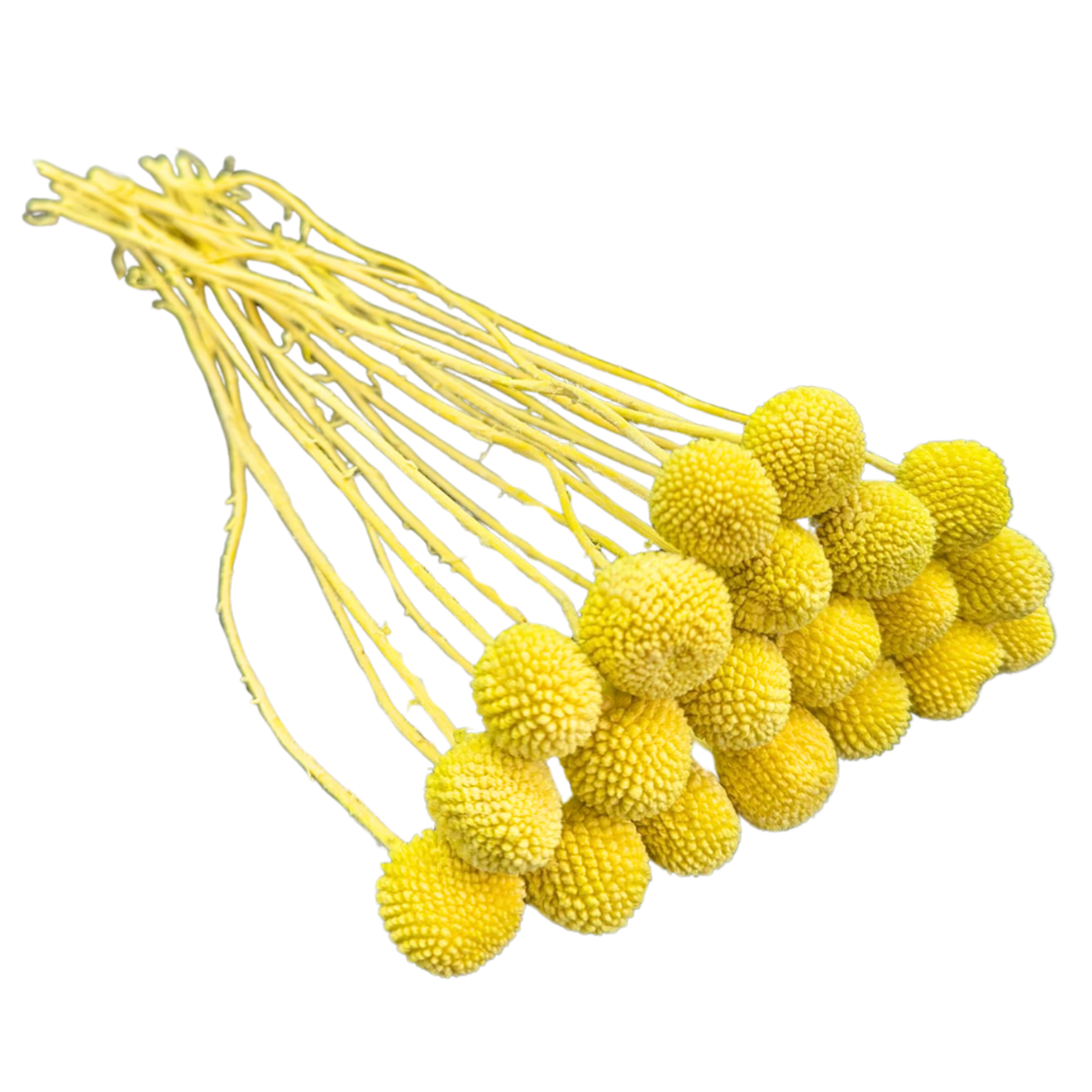 Blooms Of Joy 50cm Yellow Billy Button Flowers - Bunnings Australia