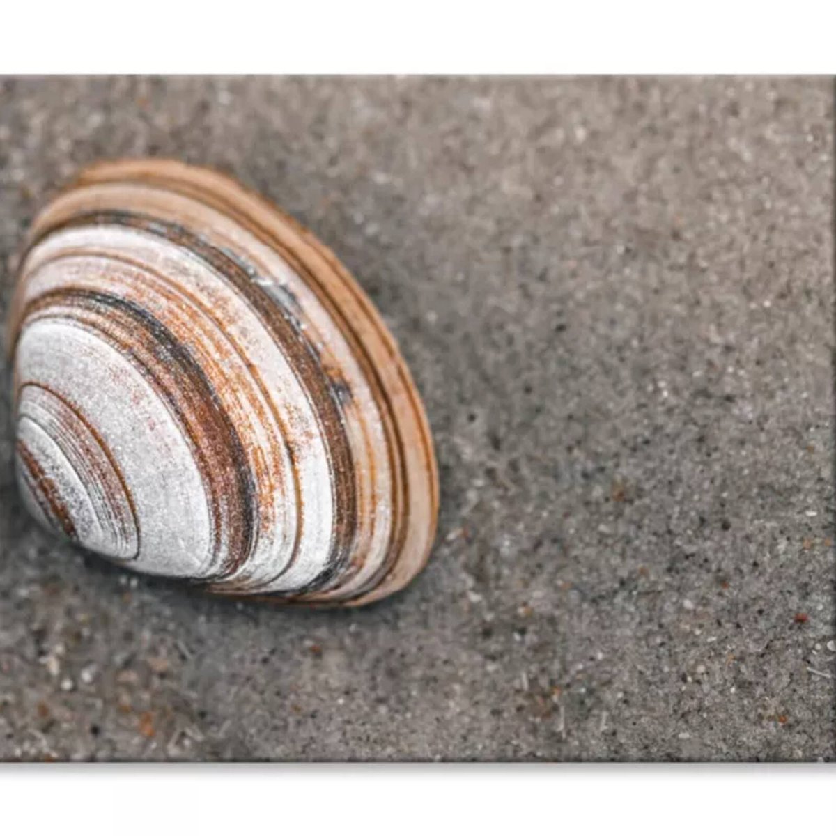 Close-Up Of Shell in The Sand Print 100% Australian Made 90 x 60cm ...