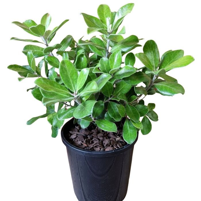 2.4L Pittosporum Pot Belly - Pittosporum crassifolium - Bunnings New ...