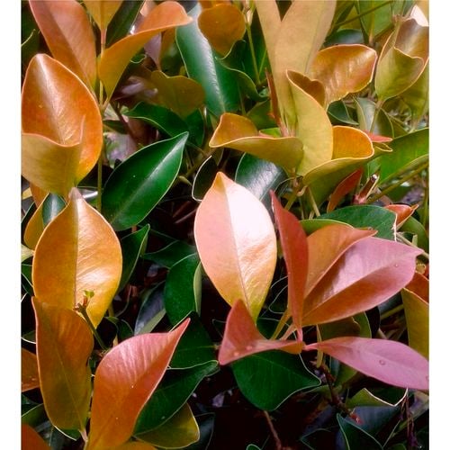 200mm Lilly Pilly Firescreen - Acmena smithii 'BWNFIR' - Bunnings Australia