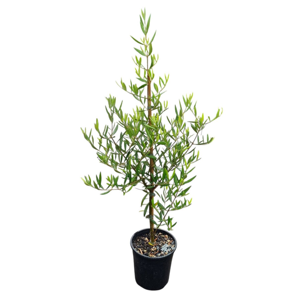 3.3L Olive El Greco - Bunnings New Zealand
