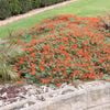 140mm Lotus Red Flash - Lotus berthelotti - Bunnings Australia