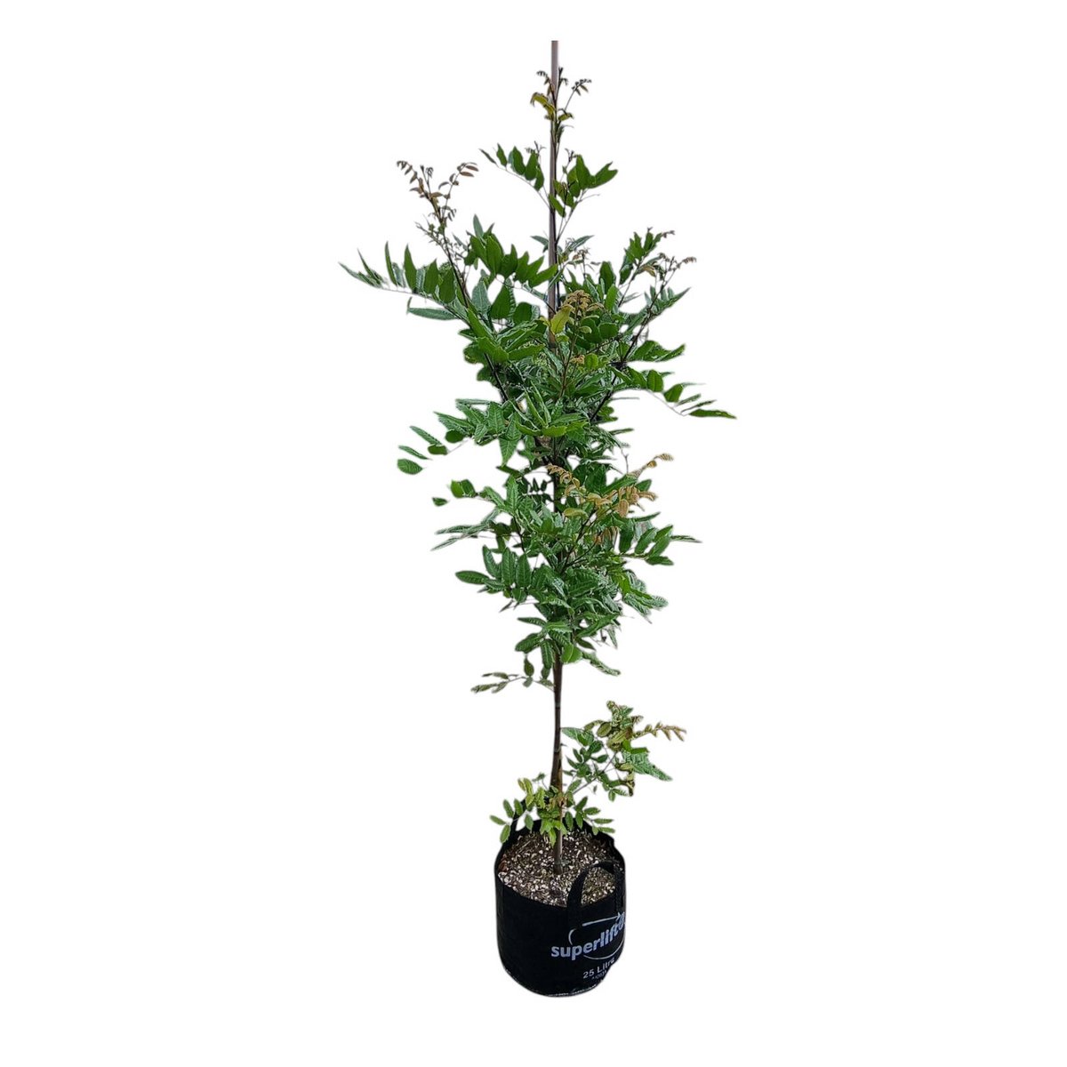 25L Titoki - Alectryon excelsa - Bunnings New Zealand