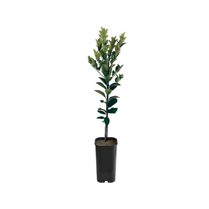 4L Mandarin Hickson Grafted - Citrus reticulata - Bunnings Australia