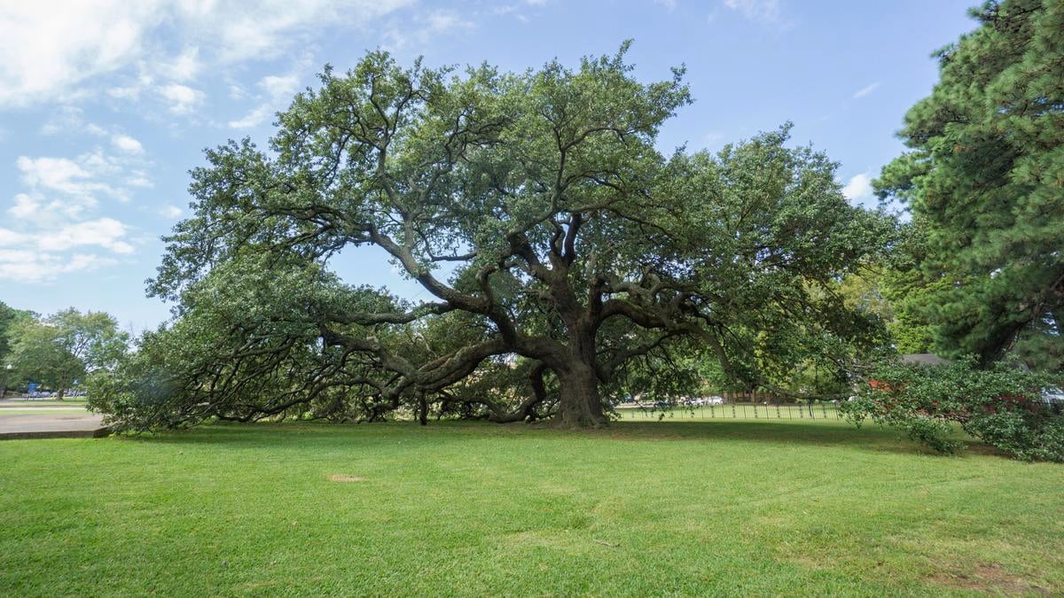 How To Grow And Care For An Oak Tree - Bunnings Australia