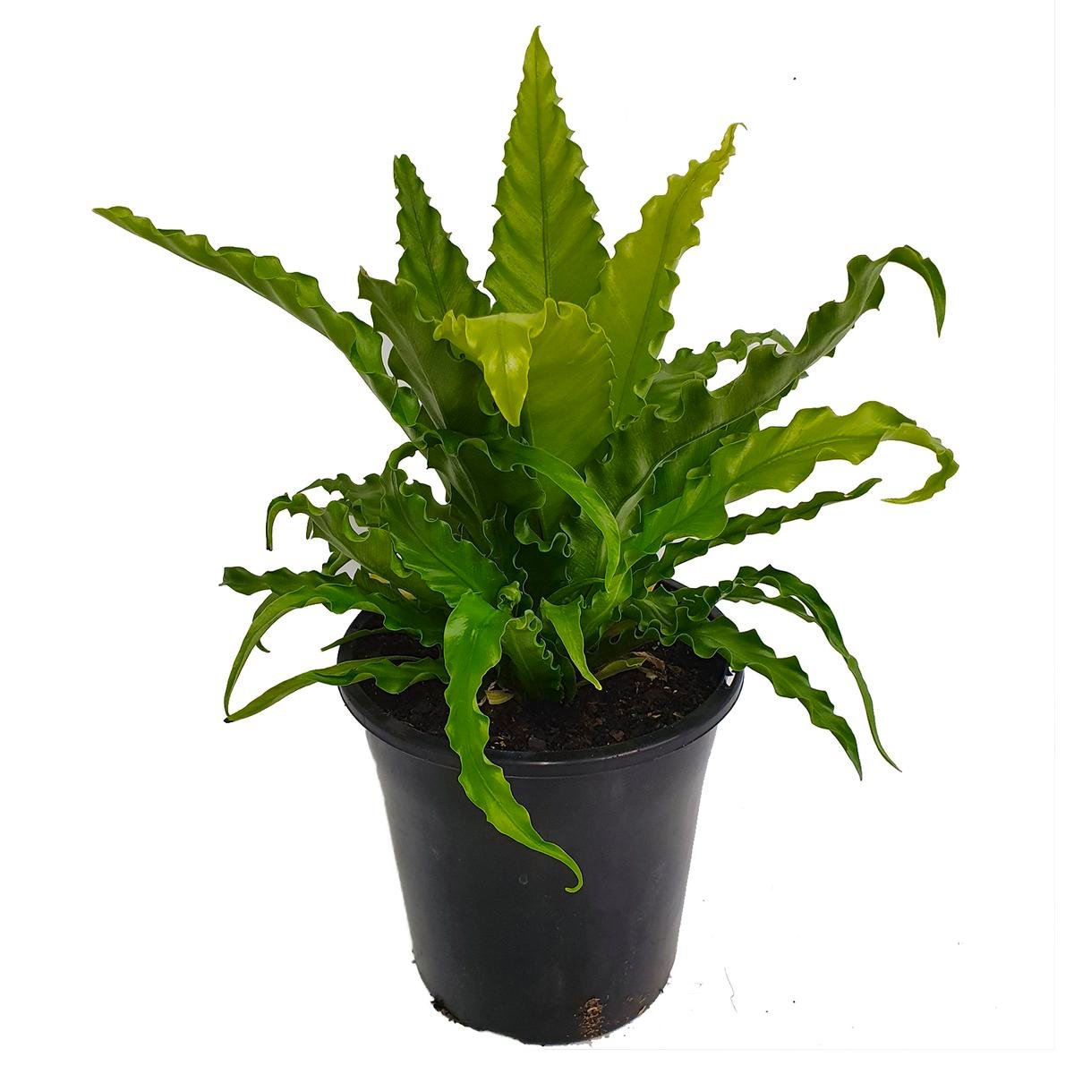 180mm Asplenium Victoria Fern - Asplenium antiquum - Bunnings Australia