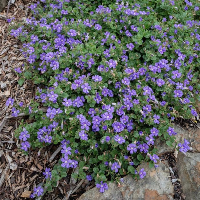 140mm Convolvulus Starry Moon - Convolvulus sabatius - Bunnings Australia