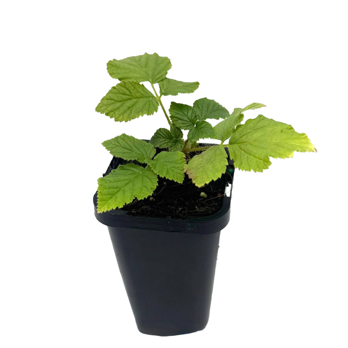 68mm Yellow Raspberry - Rubus idaeus - Bunnings Australia