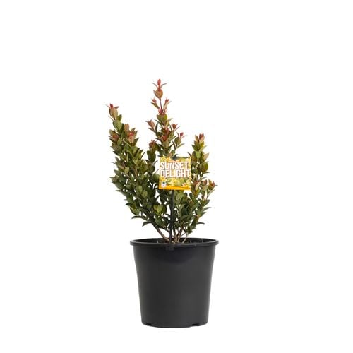 200mm Syzygium Sunset Delight - Syzygium australe - Bunnings Australia