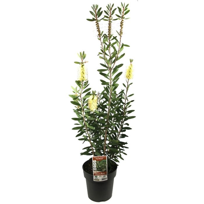 200mm Bottlebrush Icy Burst™ - Callistemon spp. - Bunnings Australia