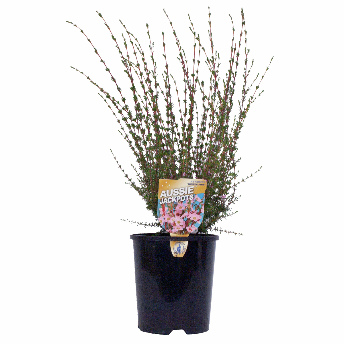 140mm Aussie Jackpots Range Astartea Winter Pink - Astartea clavulata ...
