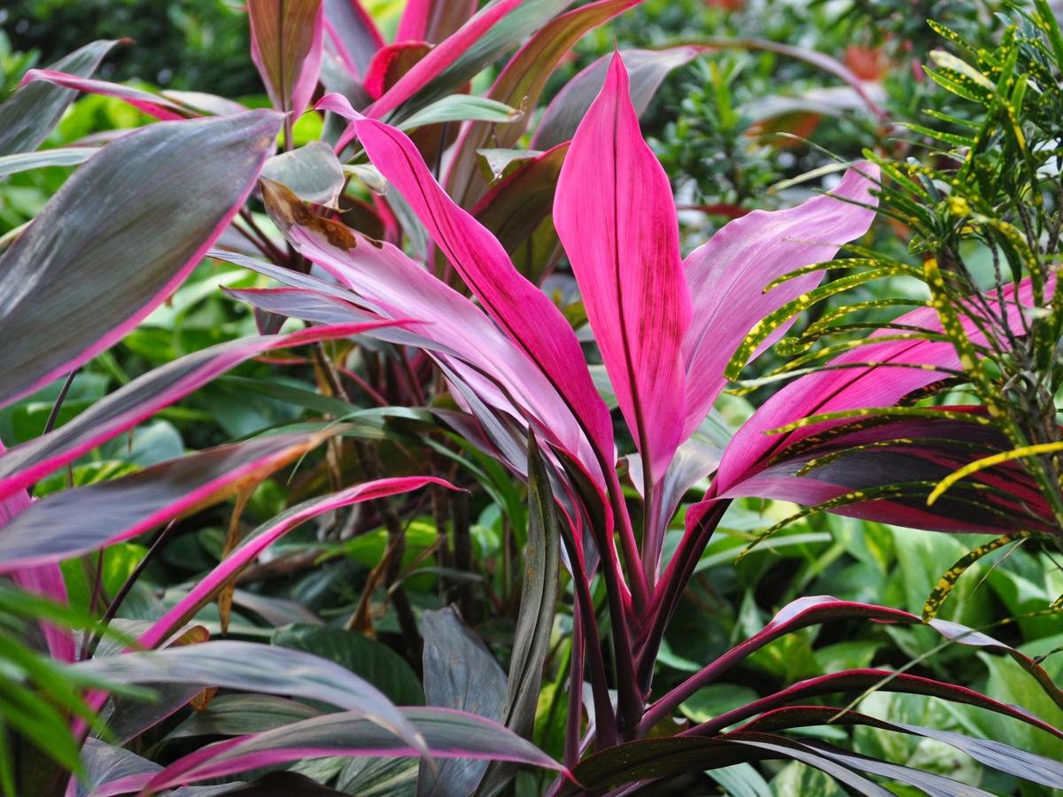 Grass & Strap Leaf Plants - Bunnings Australia